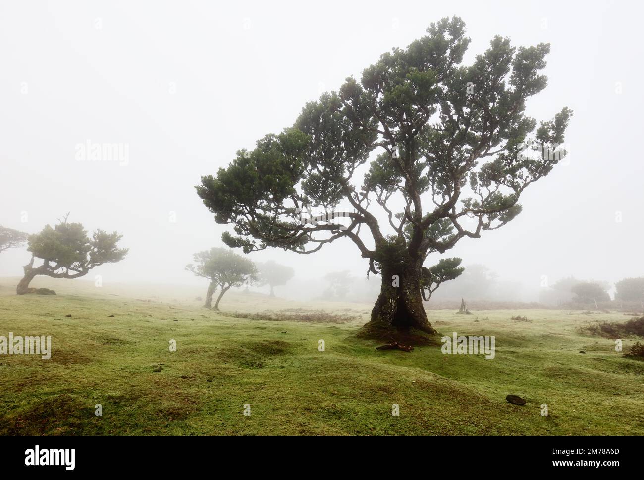 Madeira island - Old cedar tree in Fanal forest - Portugal Stock Photo ...