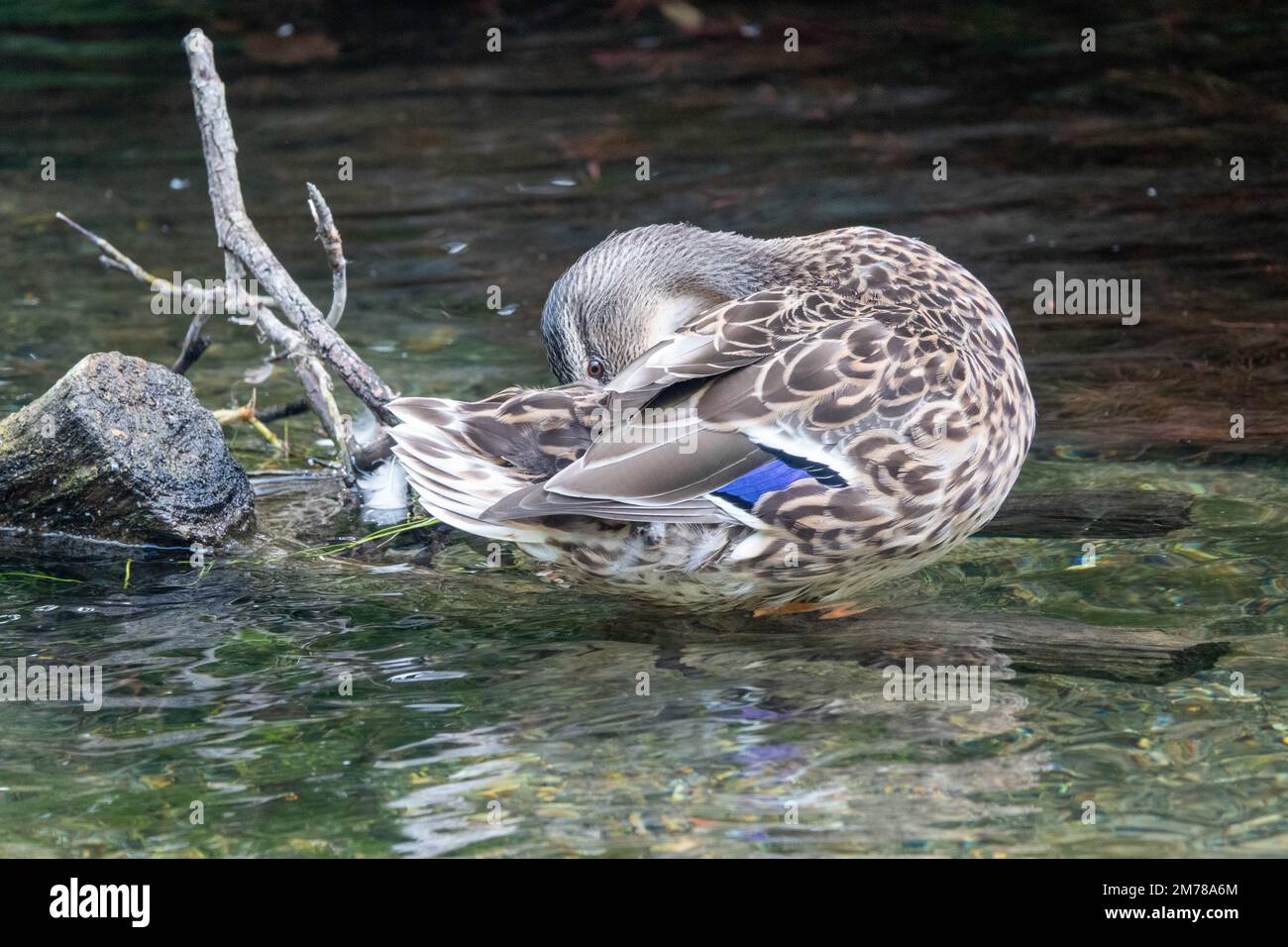 female mallard duck preening her feathers balanced on a tree trunk in ...