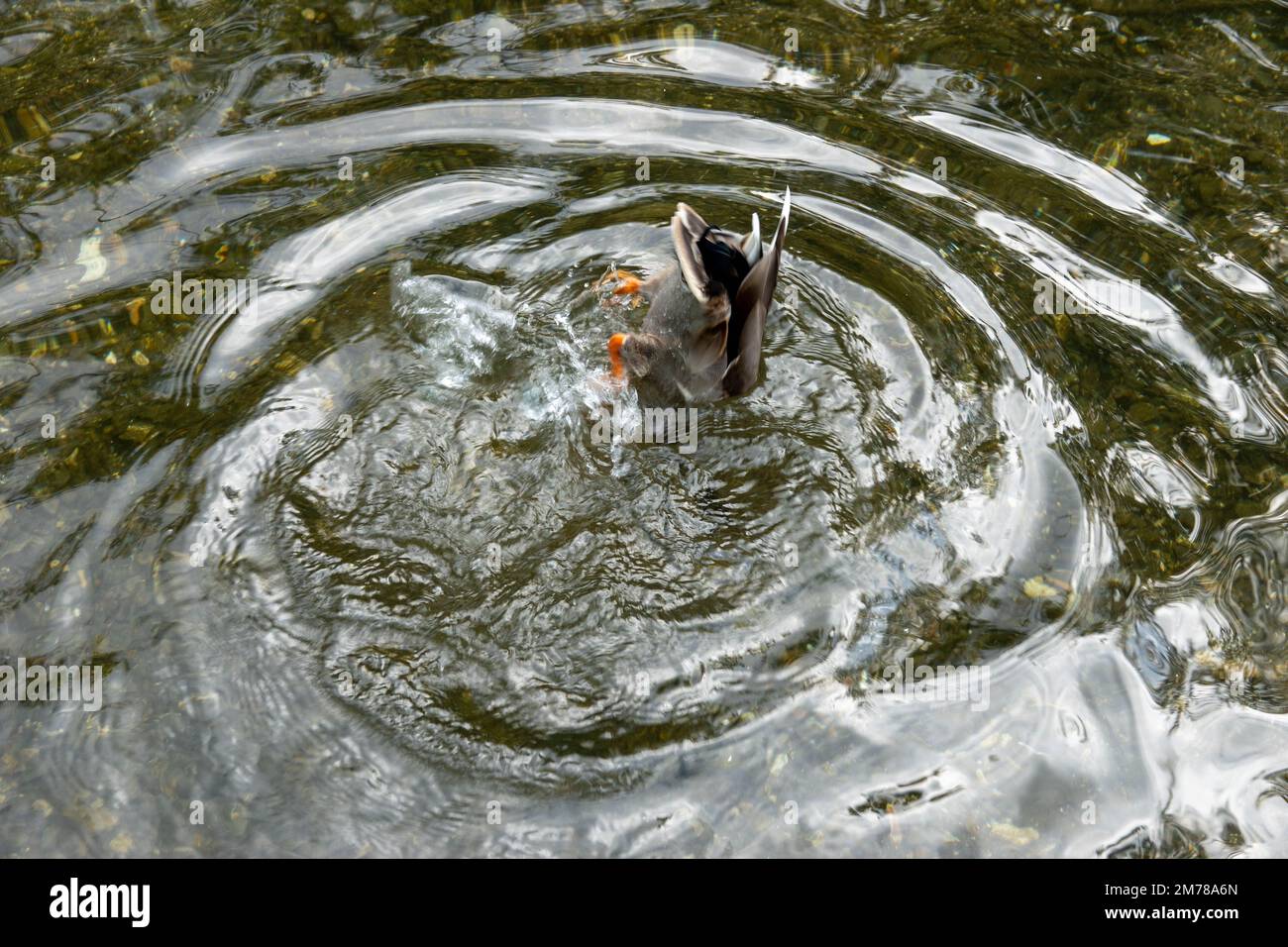 Upside down duck hi-res stock photography and images - Alamy