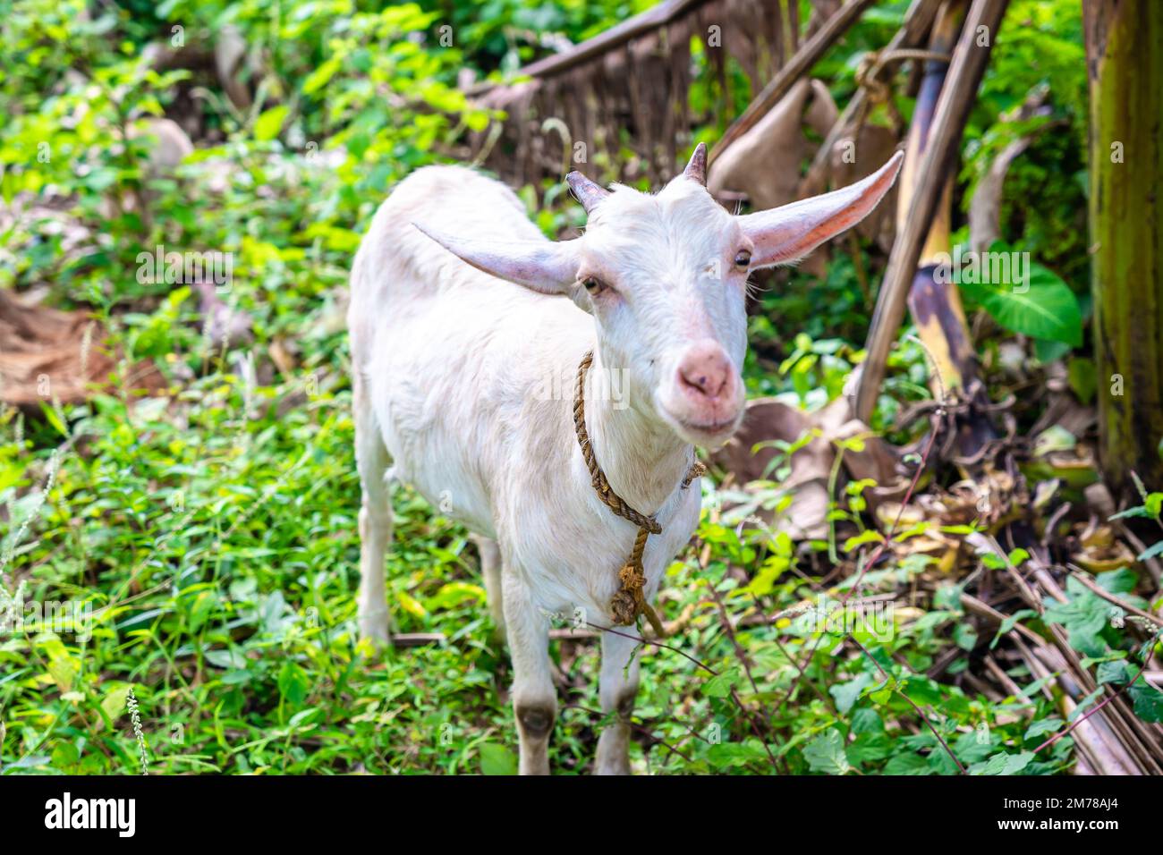 Domesticated goats as farm animals for meat consumption Stock Photo - Alamy