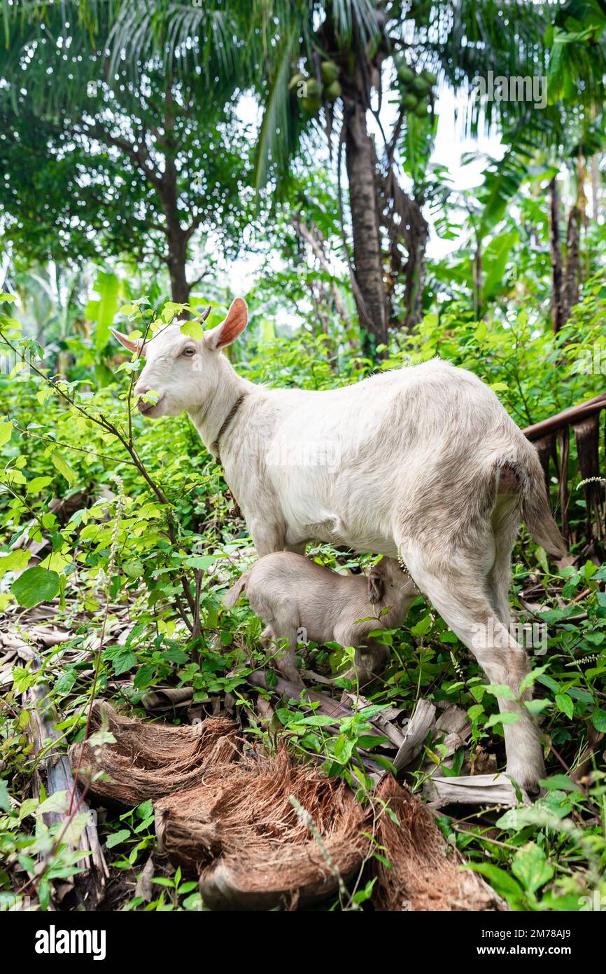 Domesticated goats as farm animals for meat consumption Stock Photo - Alamy