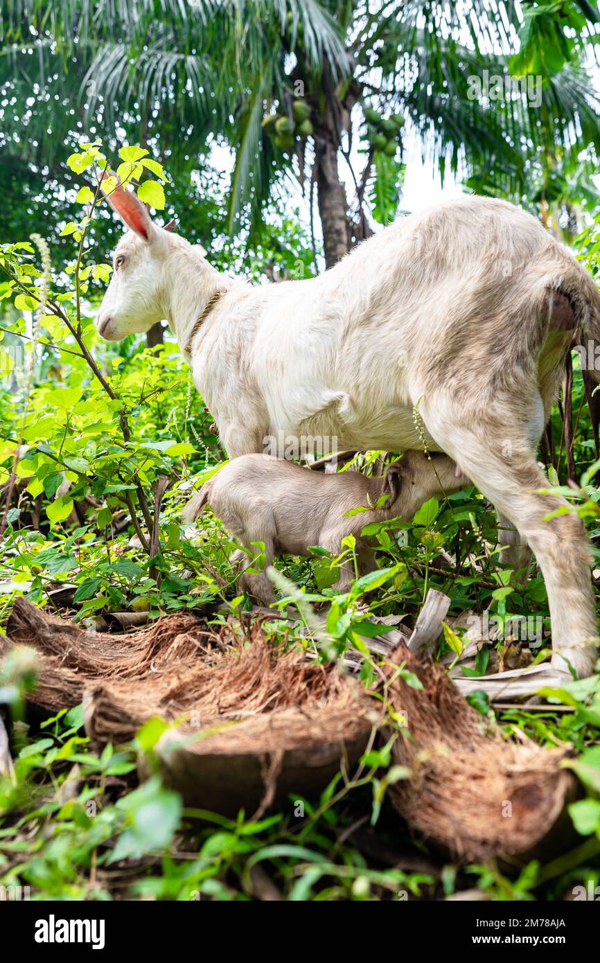 Domesticated goats as farm animals for meat consumption Stock Photo - Alamy