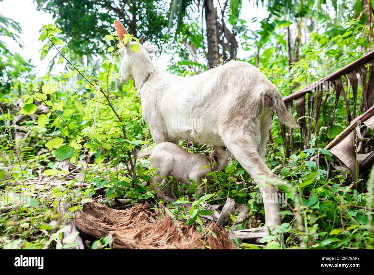 Domesticated goats as farm animals for meat consumption Stock Photo - Alamy
