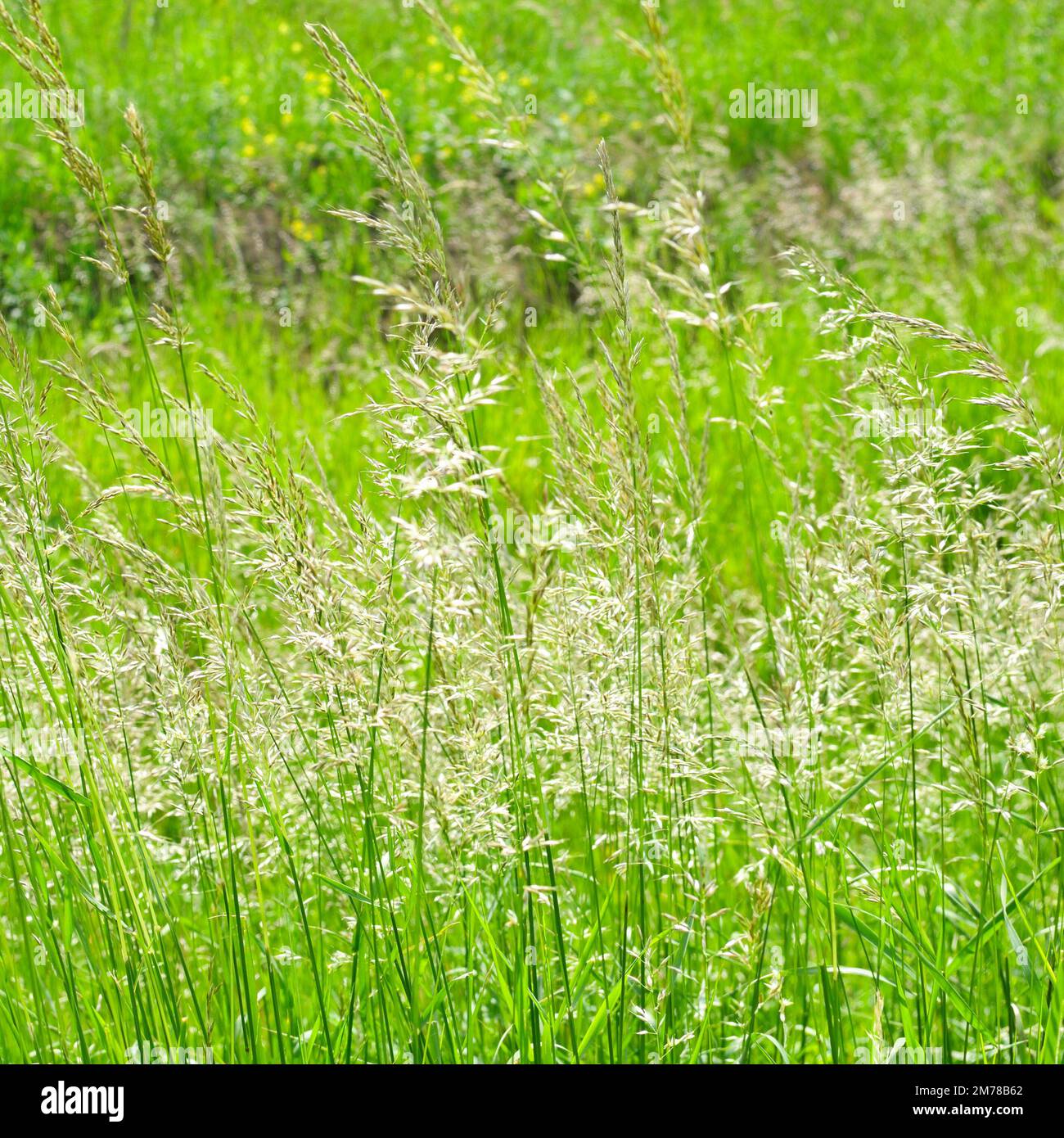Green grass background texture. Element of design Stock Photo - Alamy