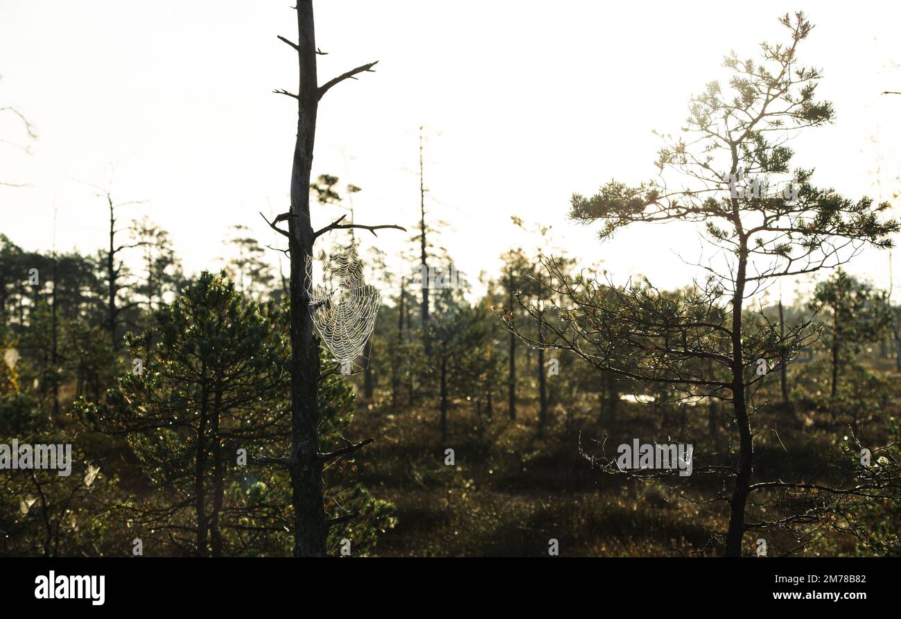 Tree covered in spider webs hi-res stock photography and images - Alamy