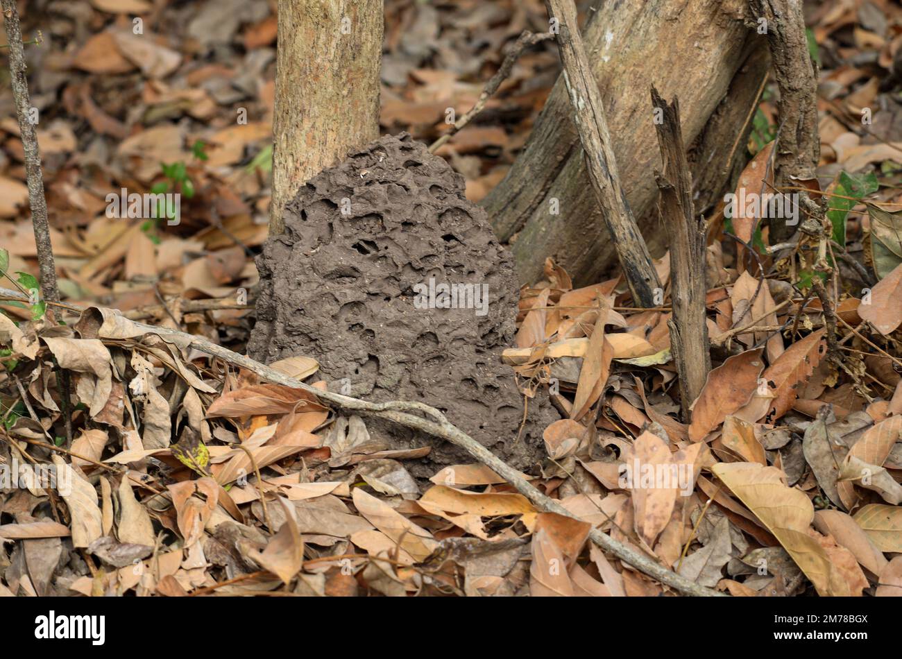 The Cocktail Ant make distinctive carton nests from soil excavated from ...