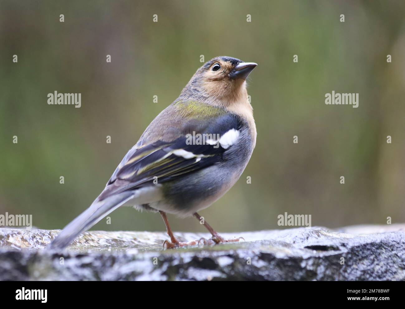 Close up of Madeiran chaffinch - Fringilla coelebs maderensis - sitting ...