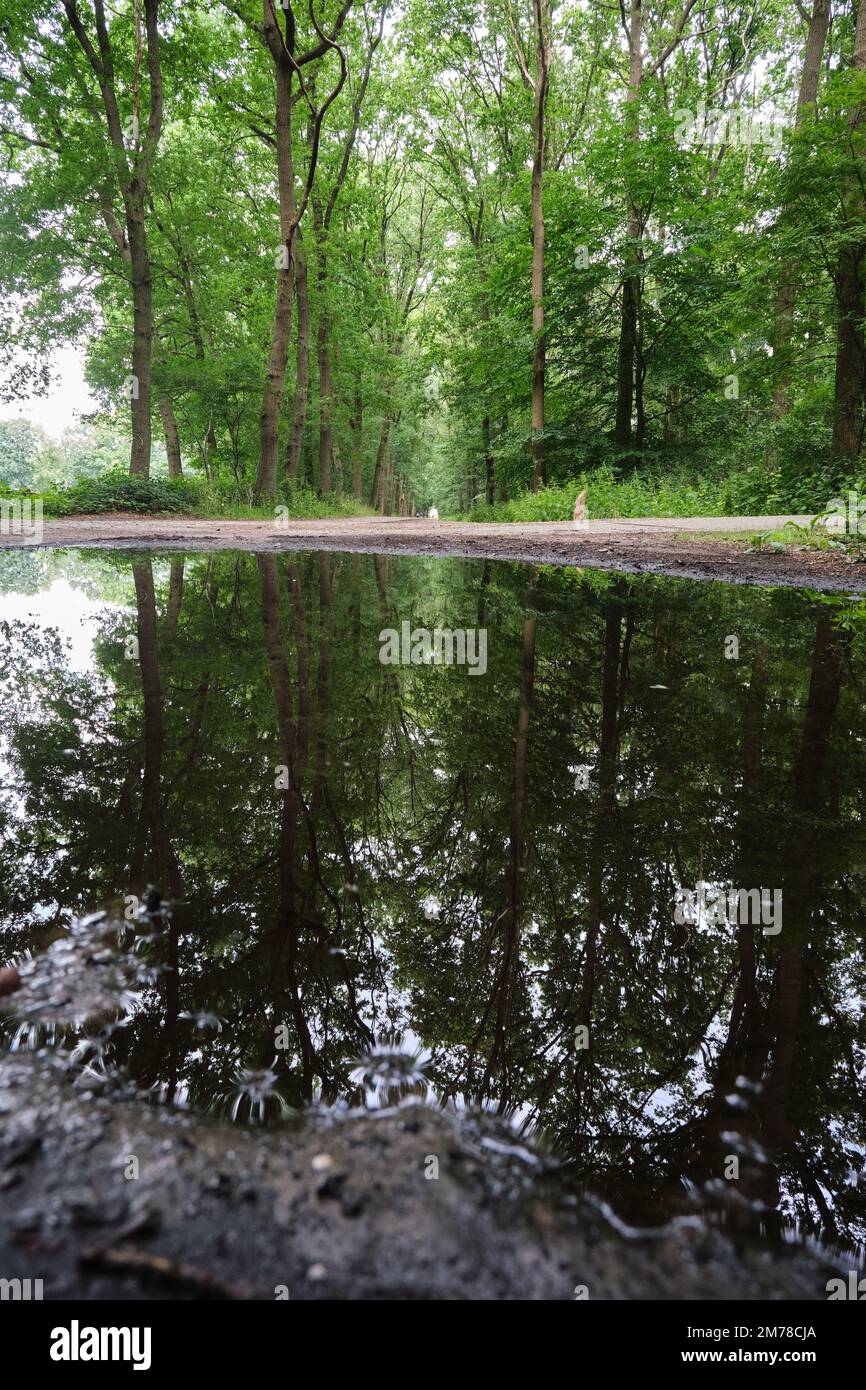 Rustic scene of an abandoned path in the woods with reflection in a ...