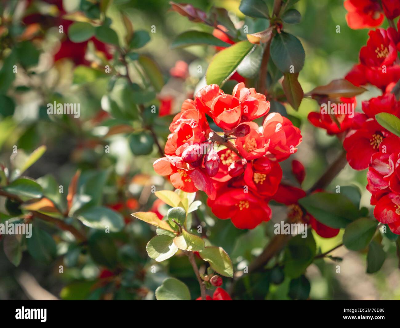 Maules quince hi-res stock photography and images - Alamy