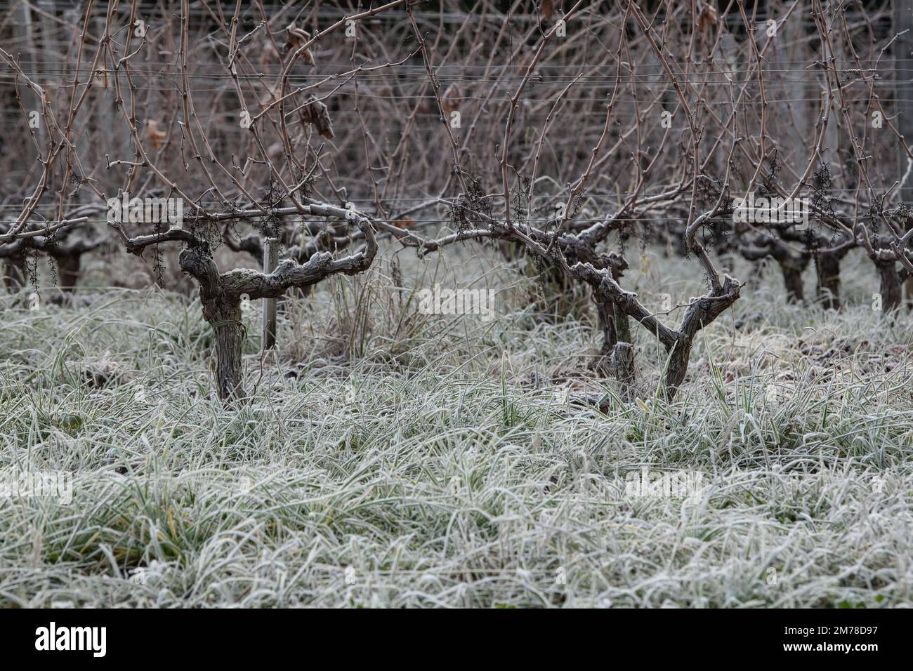 Bordeaux vineyard frost hi-res stock photography and images - Alamy
