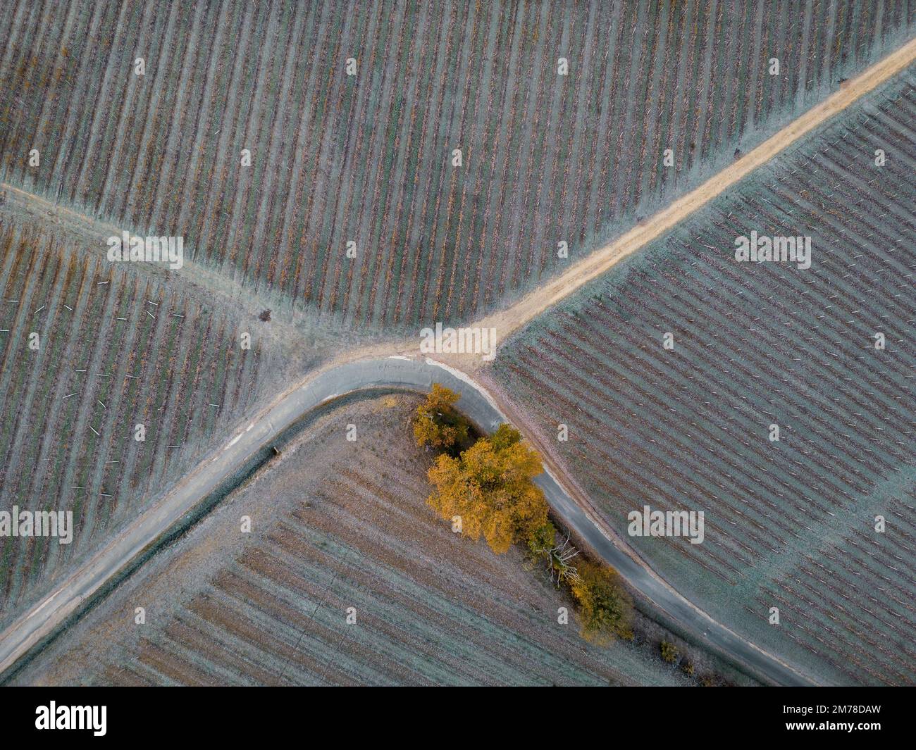 Bordeaux vineyard over frost and smog and freeze in winter, landscape ...