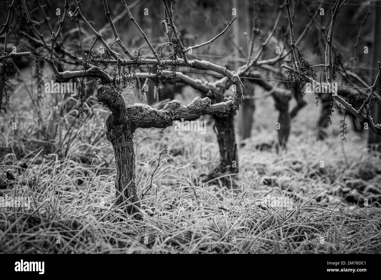 Bordeaux vineyard over frost and smog and freeze in winter, landscape ...