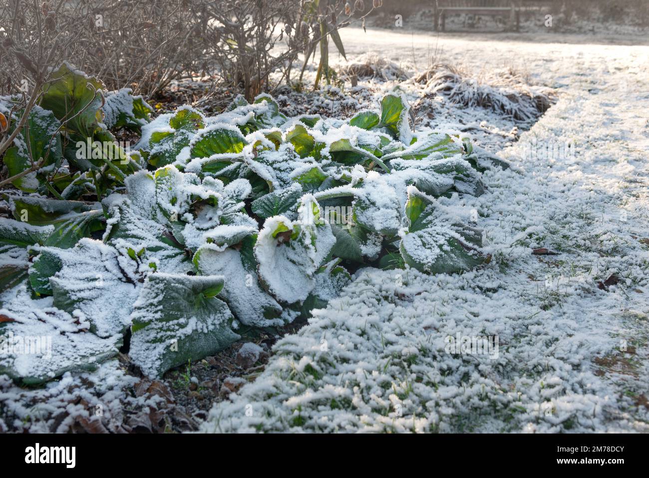 Snow And Frost Covered Bergenia Plants In Herbacious Border Taken In The December Morning Sun
