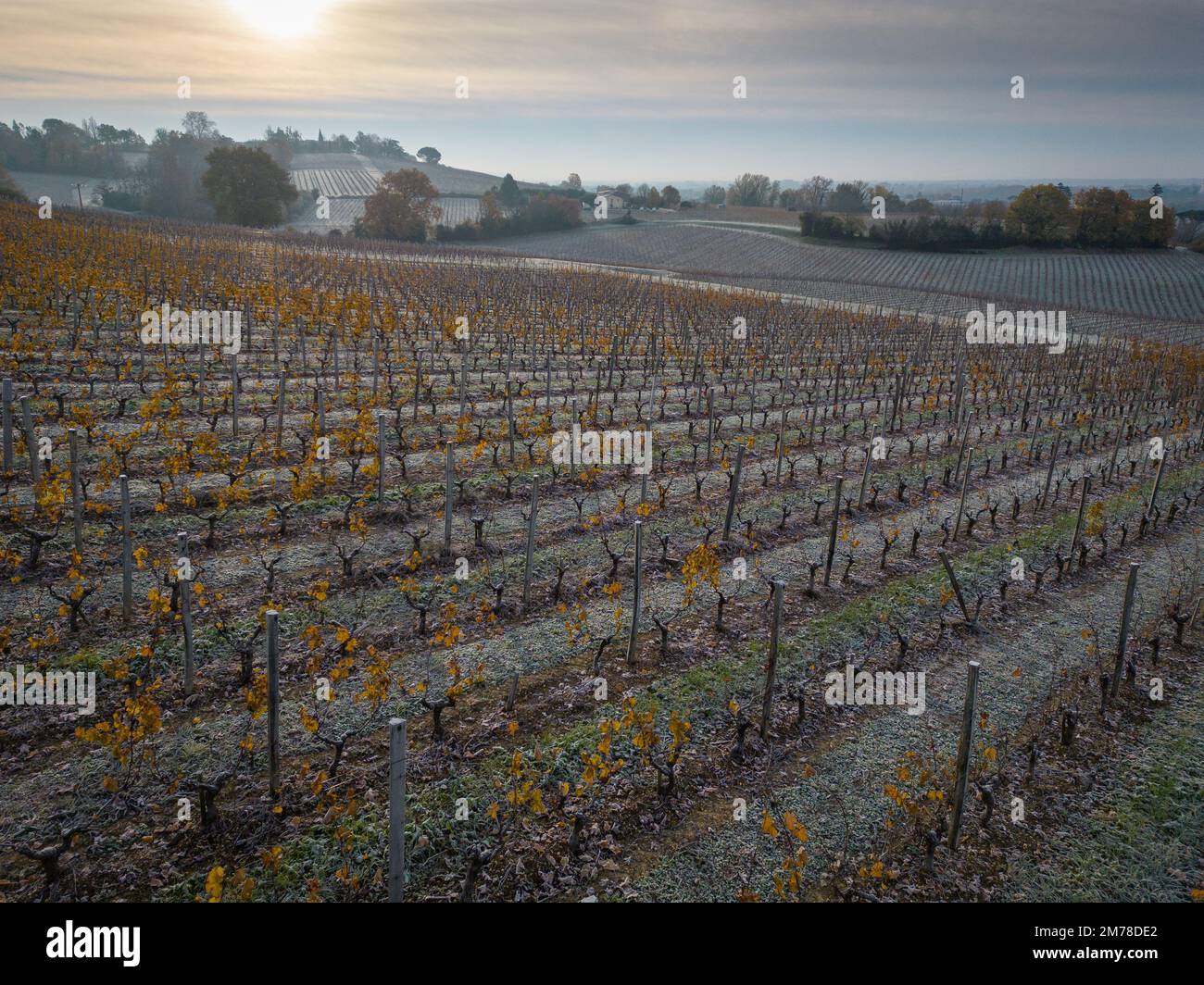 Bordeaux vineyard over frost and smog and freeze in winter, landscape ...