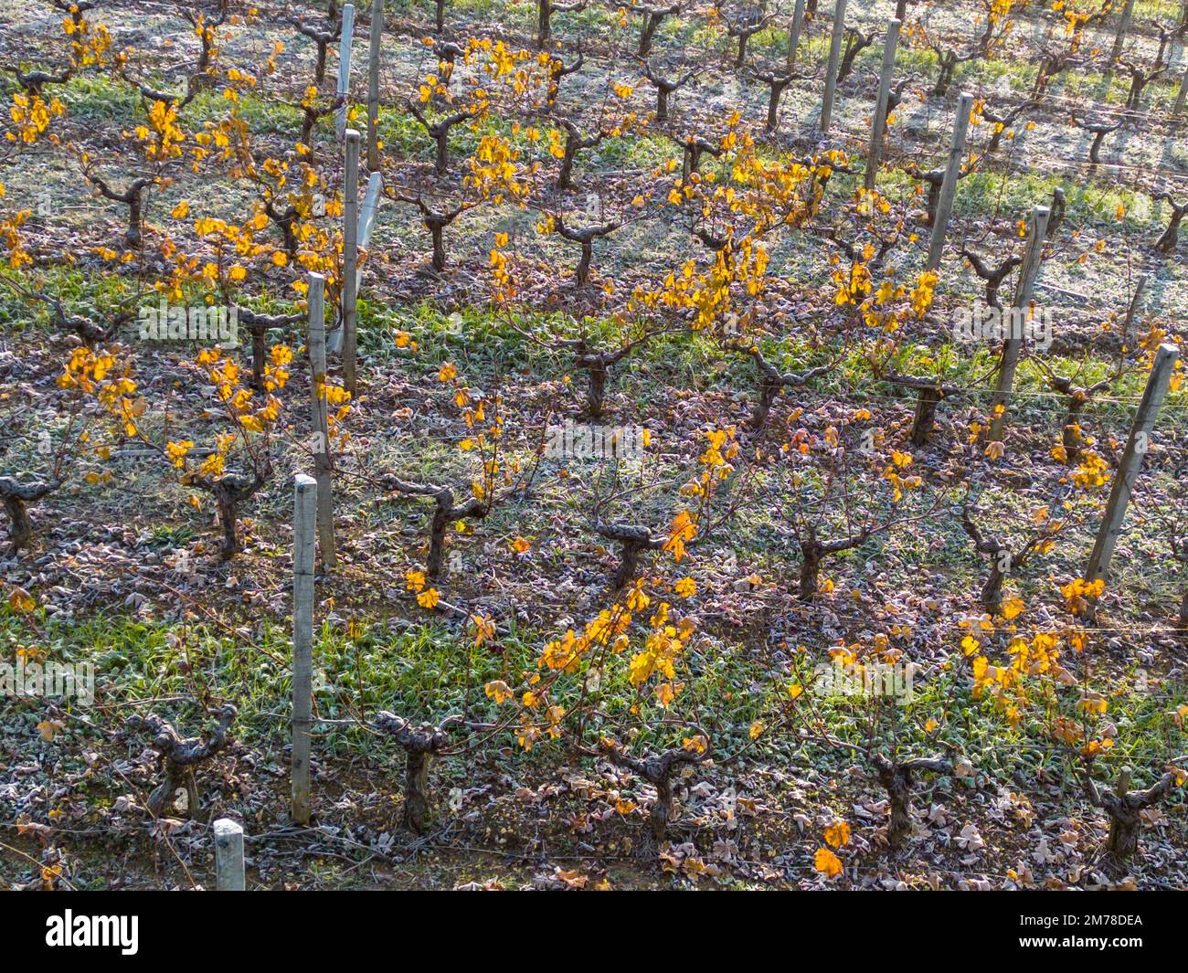 Frost grape champagne hi-res stock photography and images - Alamy