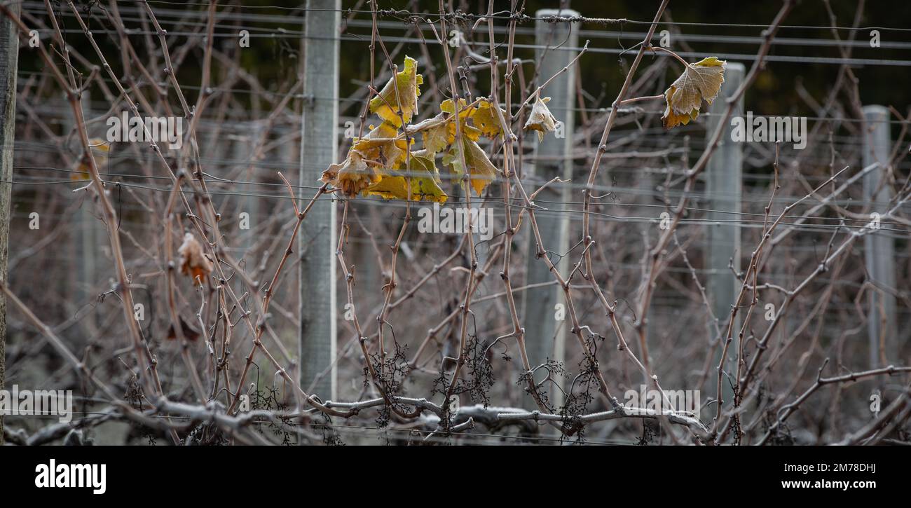 Bordeaux vineyard over frost and smog and freeze in winter, landscape ...