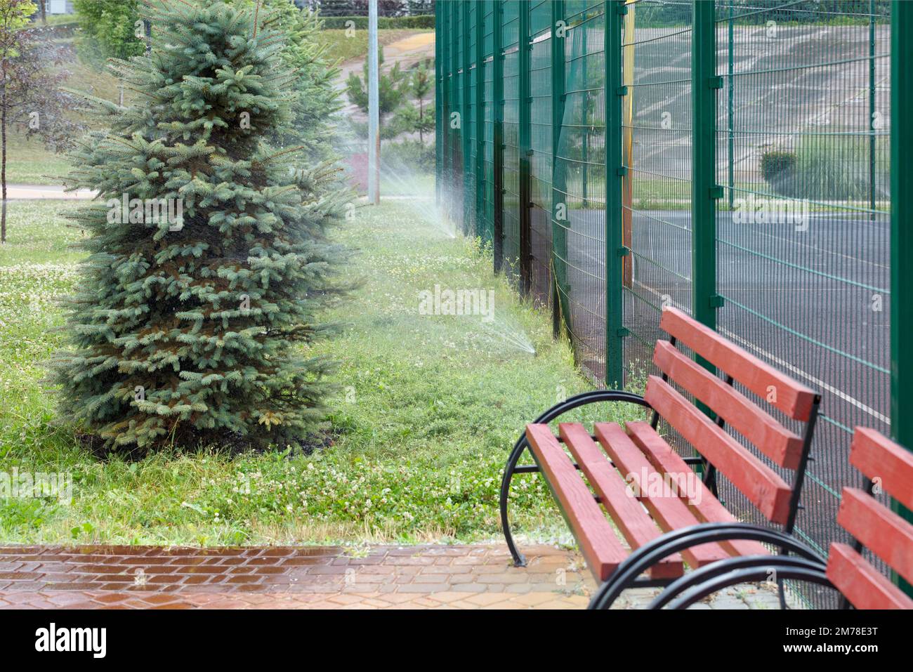 Automatic watering of lawns and plants in the park. watering fir trees ...
