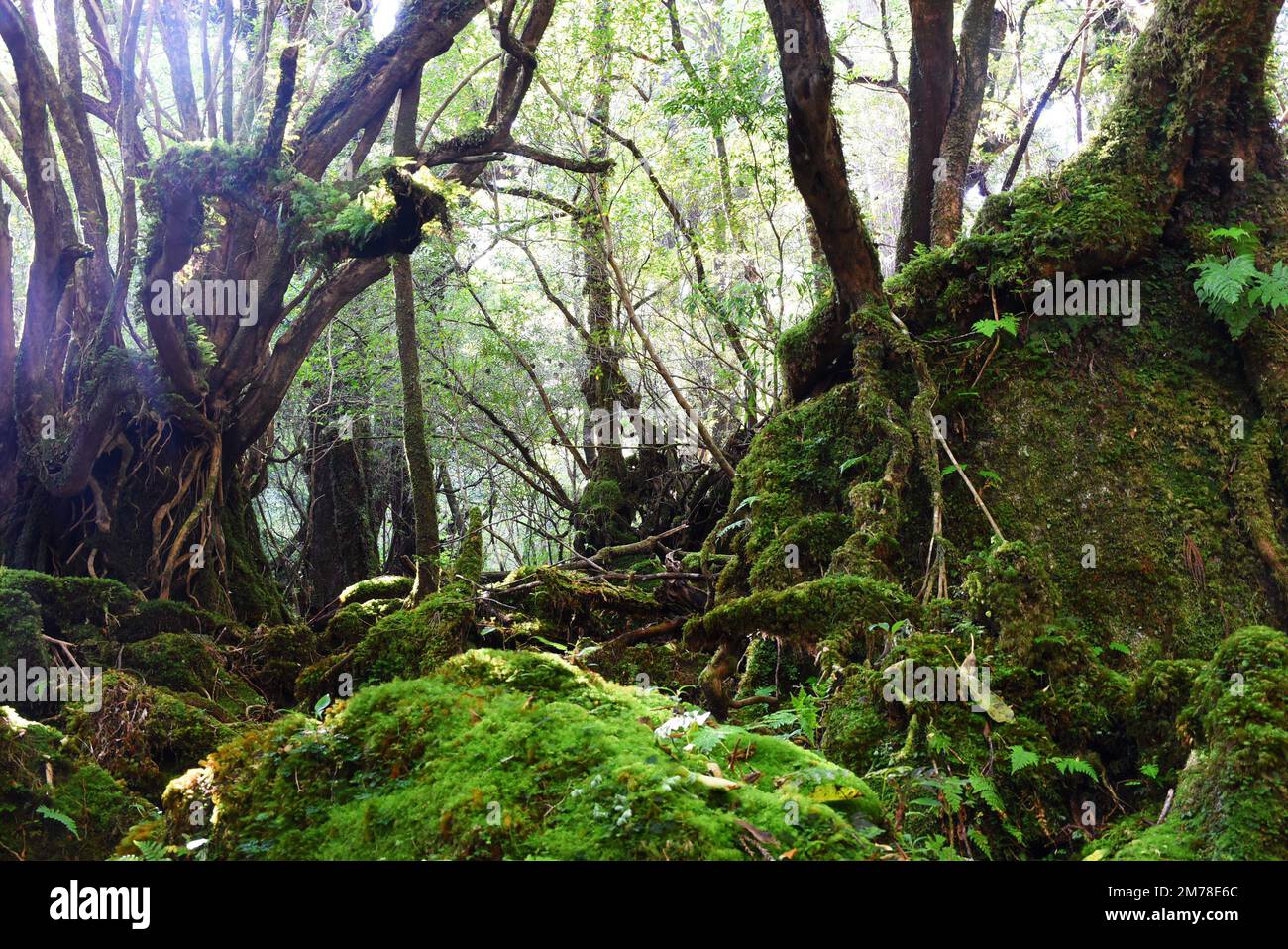 The Shiratani Unsuikyo Ravine - a green magnicicant gorge on Yakushima ...
