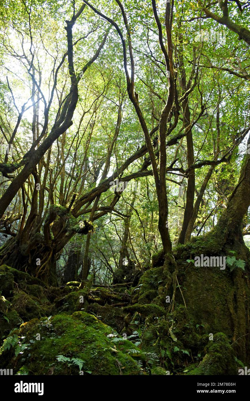 The Shiratani Unsuikyo Ravine - a green magnicicant gorge on Yakushima ...