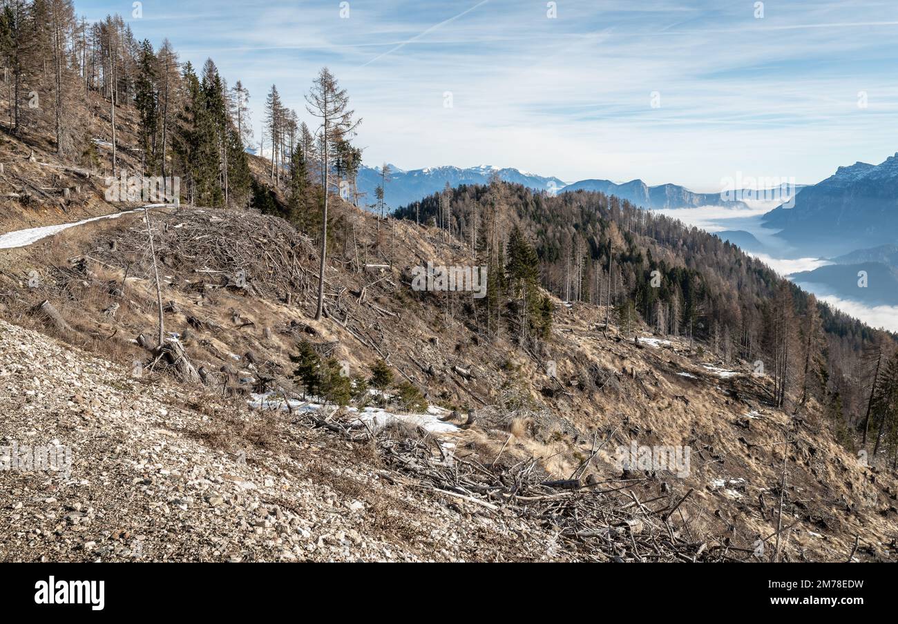 Lupa di vaia hi-res stock photography and images - Alamy