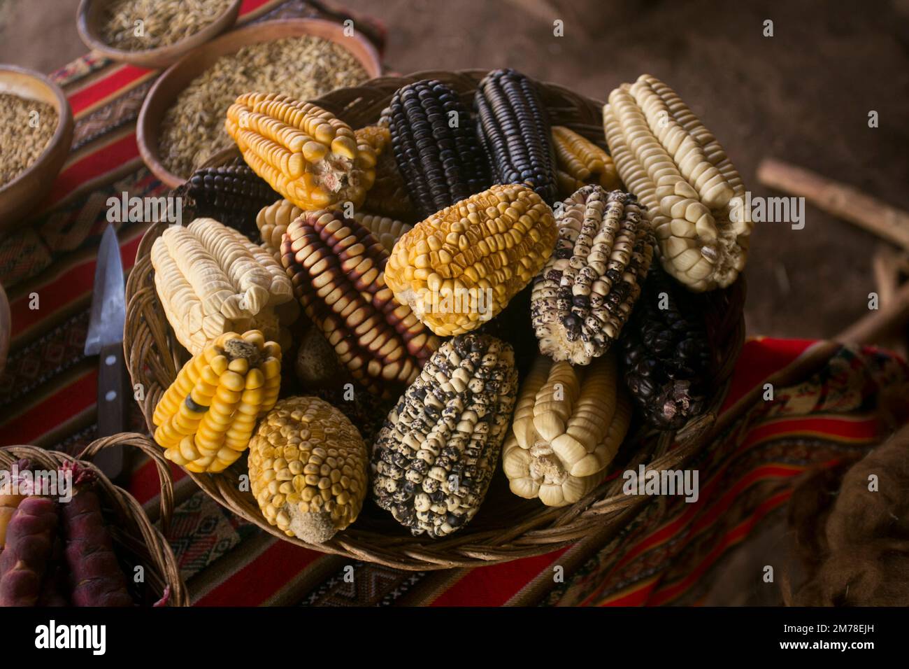 Variety of corn. In the pachamanca ceremony, lamb, alpaca, pork and ...