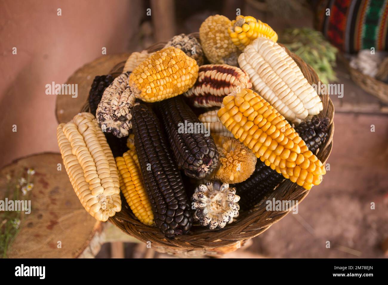 Variety of corn. In the pachamanca ceremony, lamb, alpaca, pork and ...