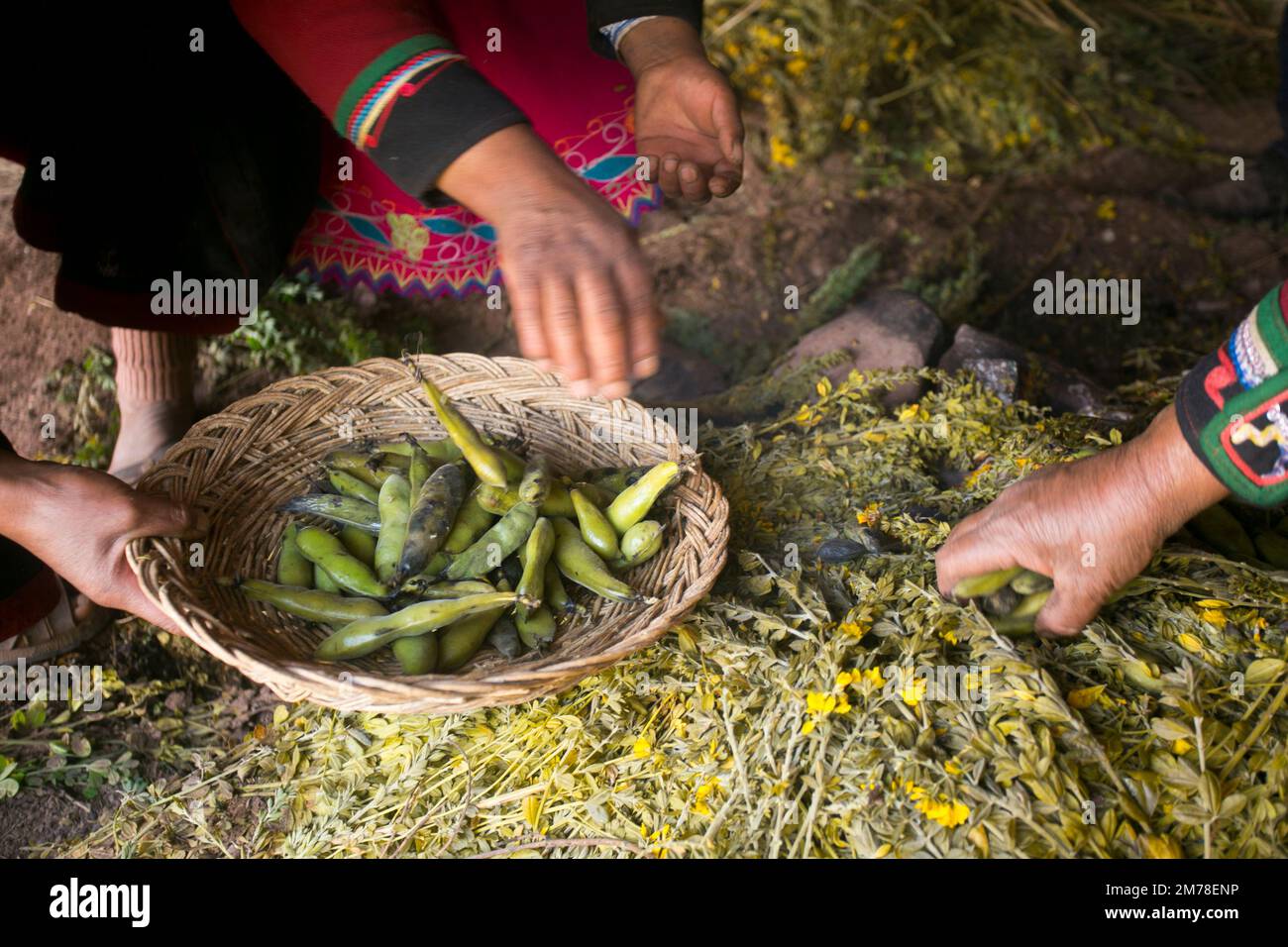 In the pachamanca ceremony, lamb, alpaca, pork and beef are cooked ...