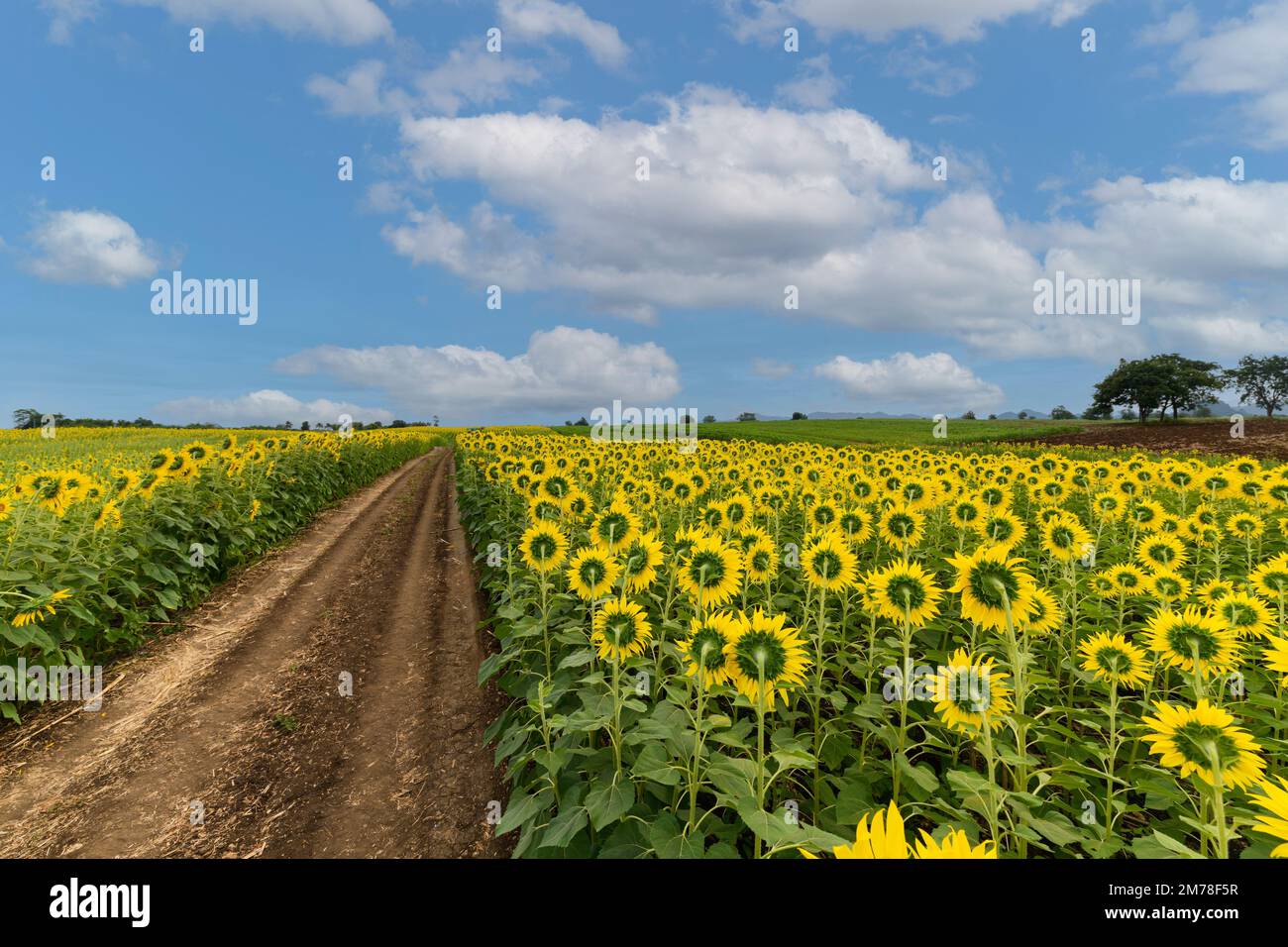 back side of sunflower flower blooming in sunflowers field with white ...