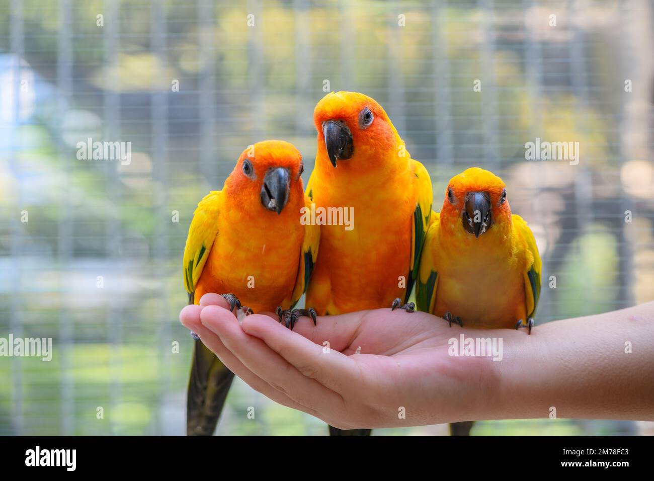 cute sun conure birds holding in both hand, eating sunflower seeds ...