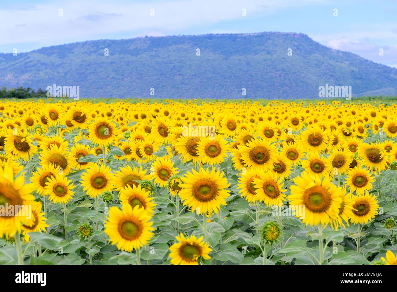 Beautiful sunflower flower blooming in sunflowers field. Popular ...