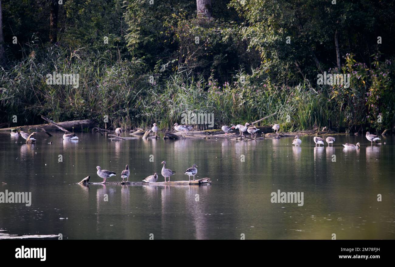 A scenic shot of geese perched on a tree log floating in the river ...
