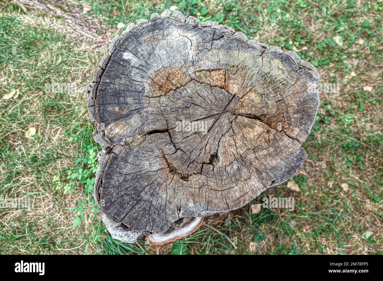 Old stump surface . Rotten wooden stump background Stock Photo - Alamy