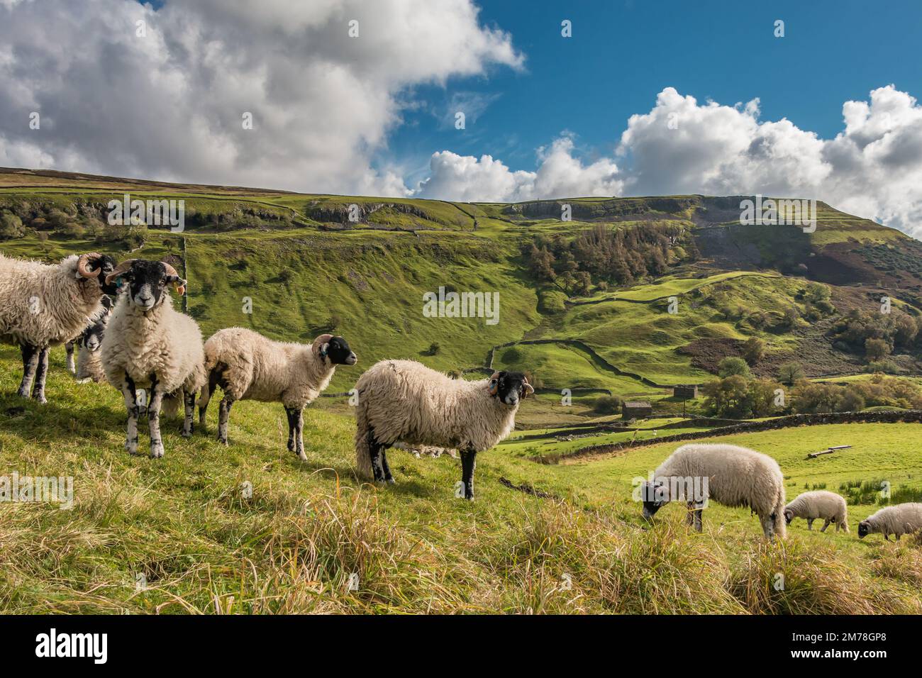 Swaledale sheep hi-res stock photography and images - Alamy