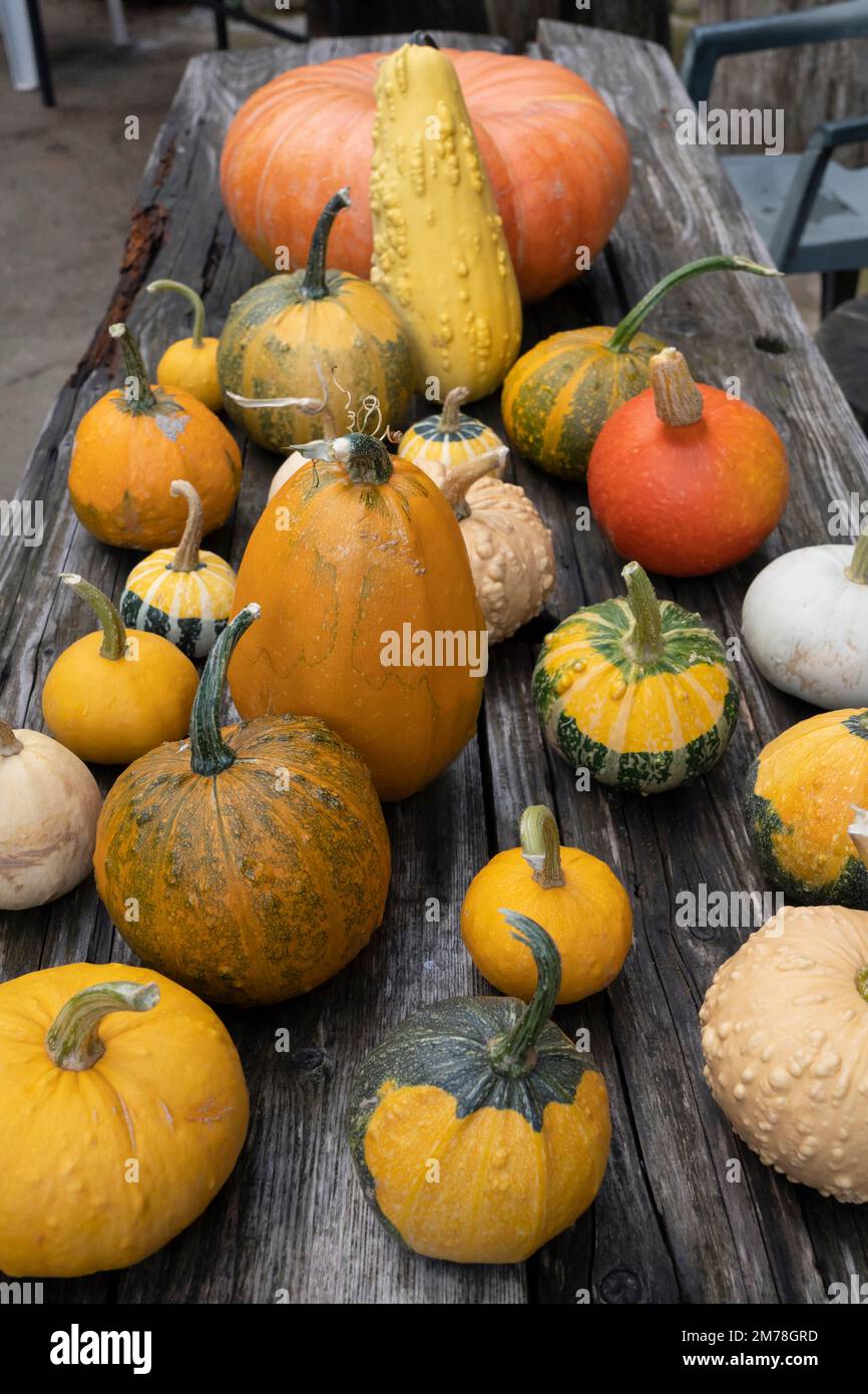 A colorful arrangement of gourds in the village of Rabanal del Camino ...
