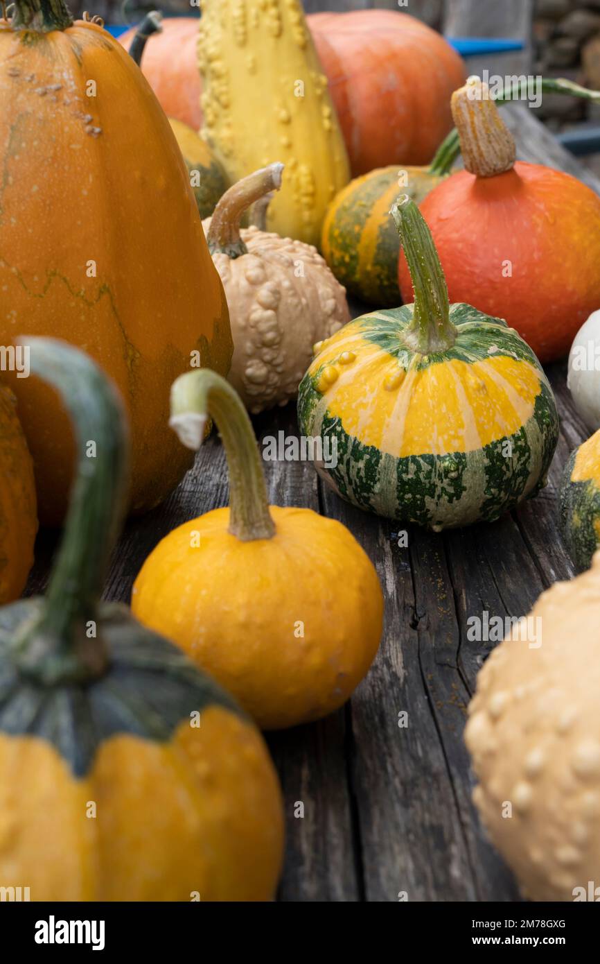 A colorful arrangement of gourds in the village of Rabanal del Camino ...