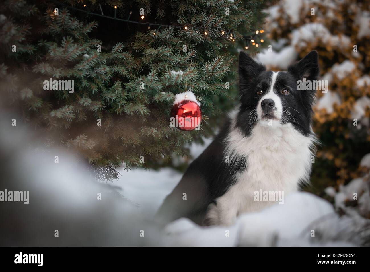 Cute Border Collie Dog Sits Outside with Fir and Christmas Bauble ...
