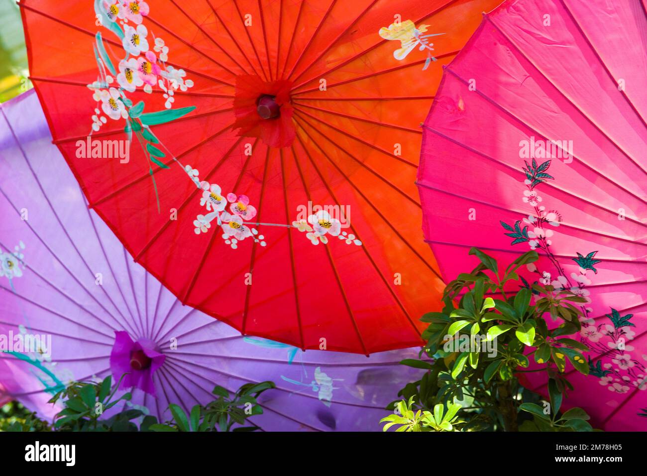 Yunnan,Yunnan Minzu Garden Stock Photo - Alamy