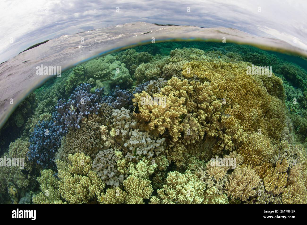 A coral reef composed of a wide variety of colorful corals grows in the ...