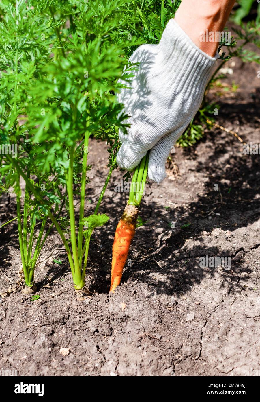 man pulls fresh carrots out of the ground. hand pulling out a carrot ...