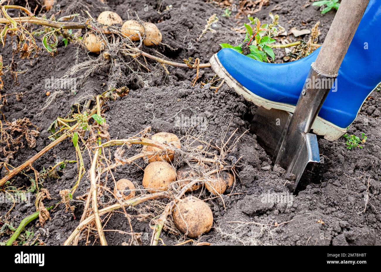 Man digging potatoes hi-res stock photography and images - Alamy