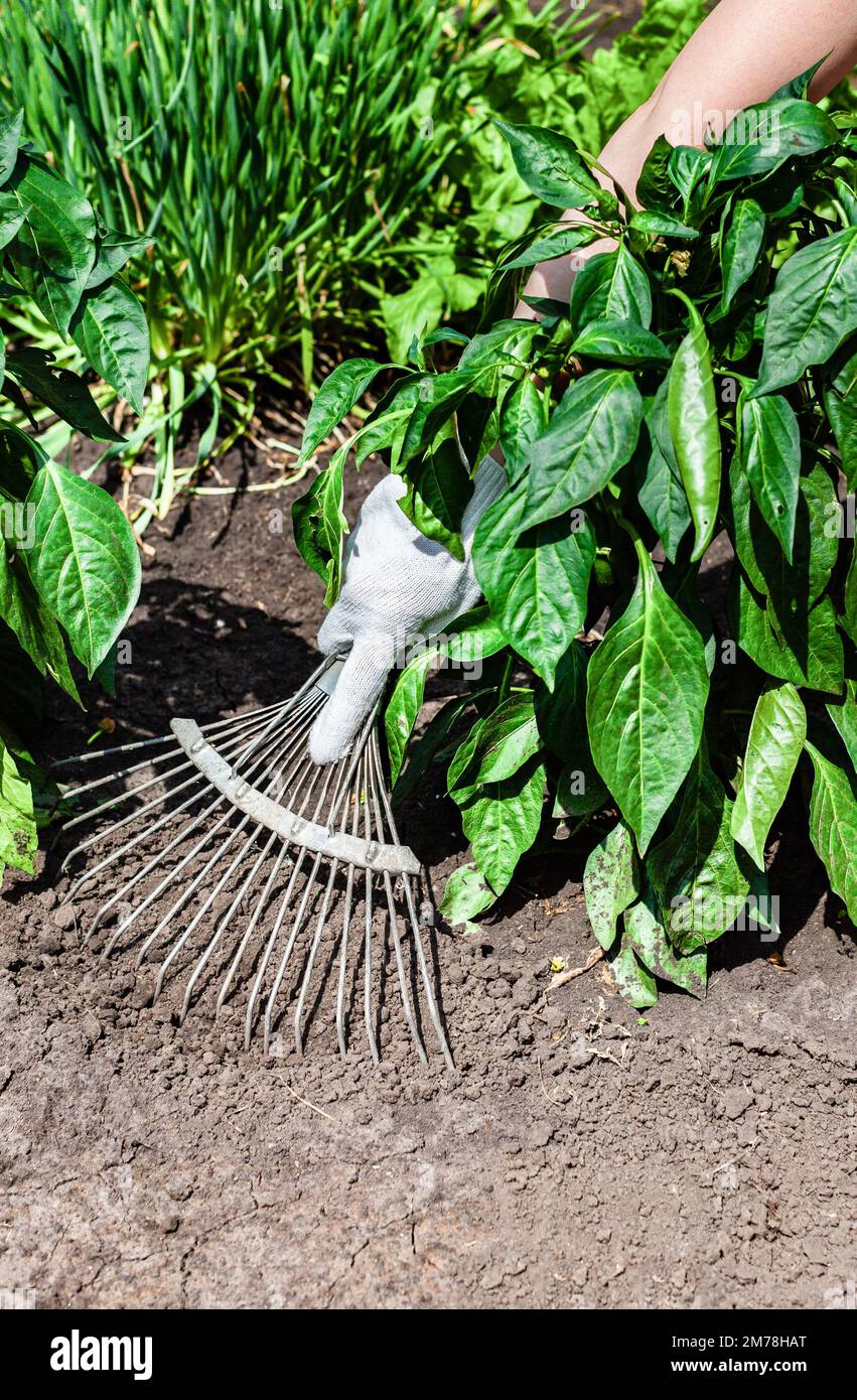 farmer loosens the soil with a rake. man caring for a plant Stock Photo ...