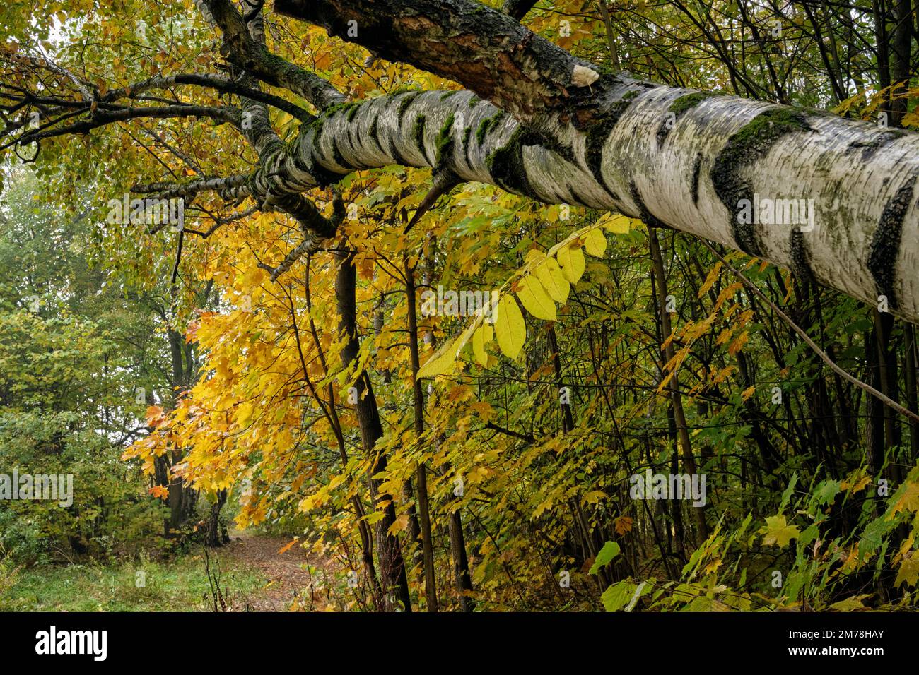 Heavily bent white birch tree in Bitsevski Park (Bitsa Park) in autumn ...