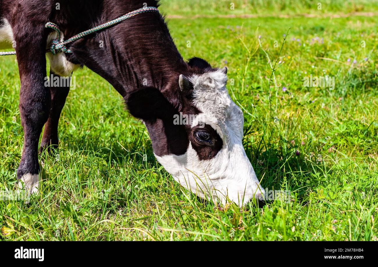 Cow eats grass hi-res stock photography and images - Alamy