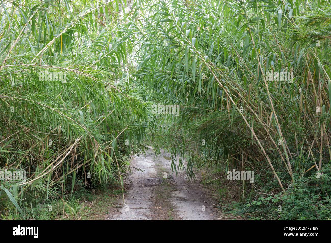 Encroaching tree hi-res stock photography and images - Alamy