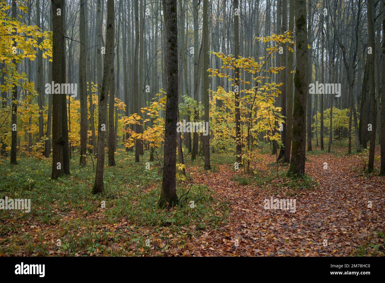 Trees in Bitsevski Park (Bitsa Park) in autumn. Moscow, Russia Stock ...