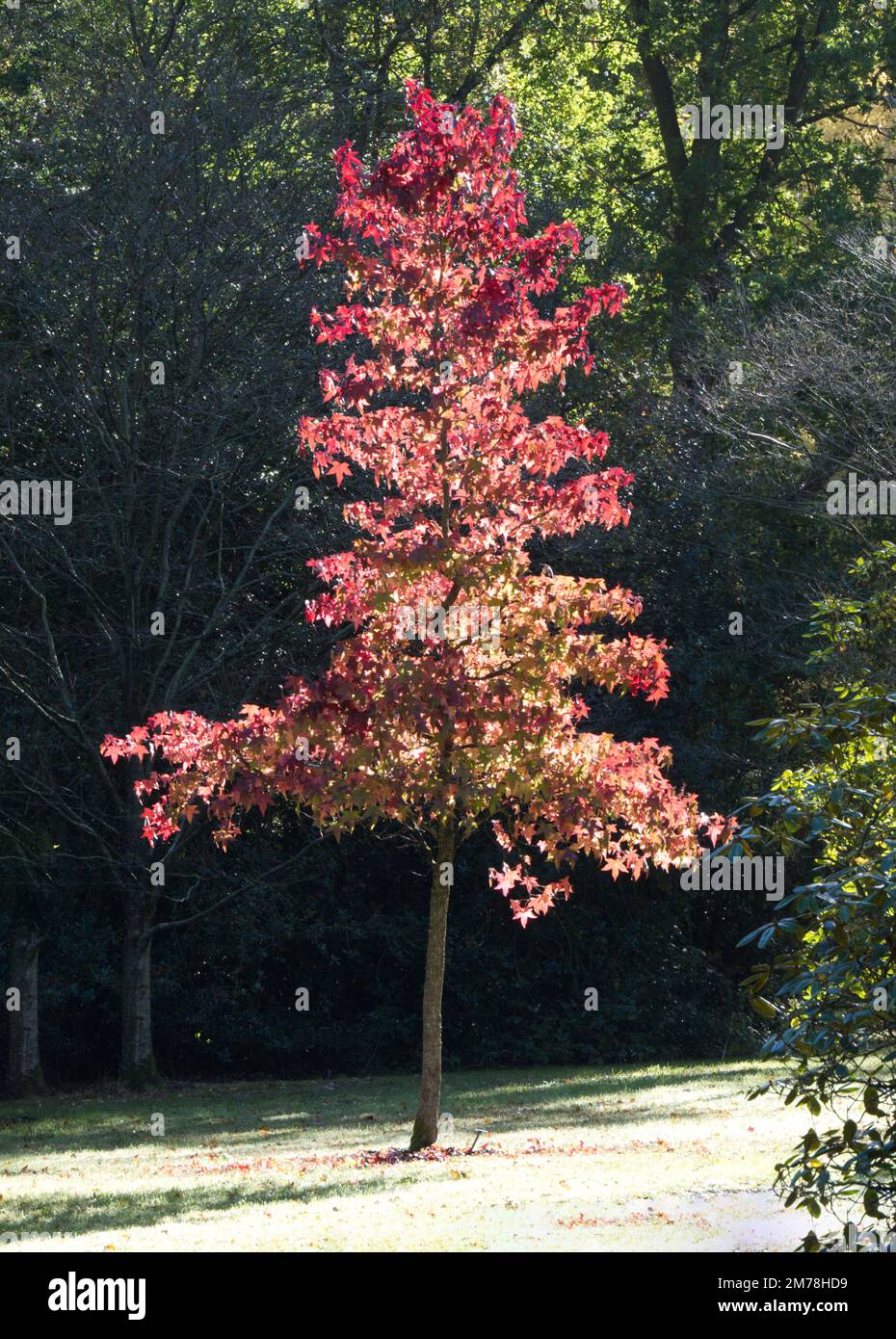 Autumn foliage of Liquidambar styraciflua tree / sweet gum in UK garden ...