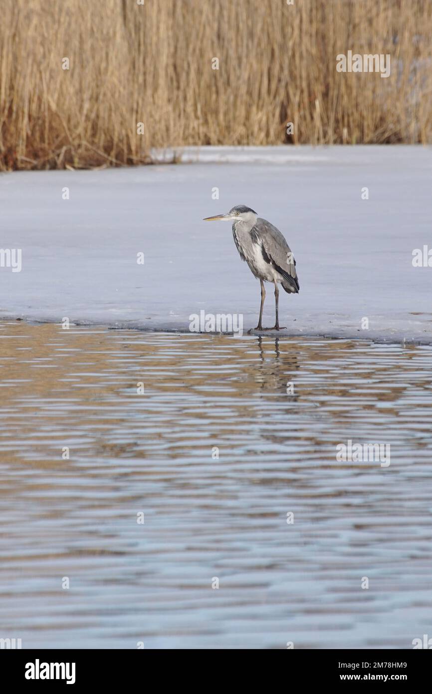 Side view of bird hi-res stock photography and images - Alamy