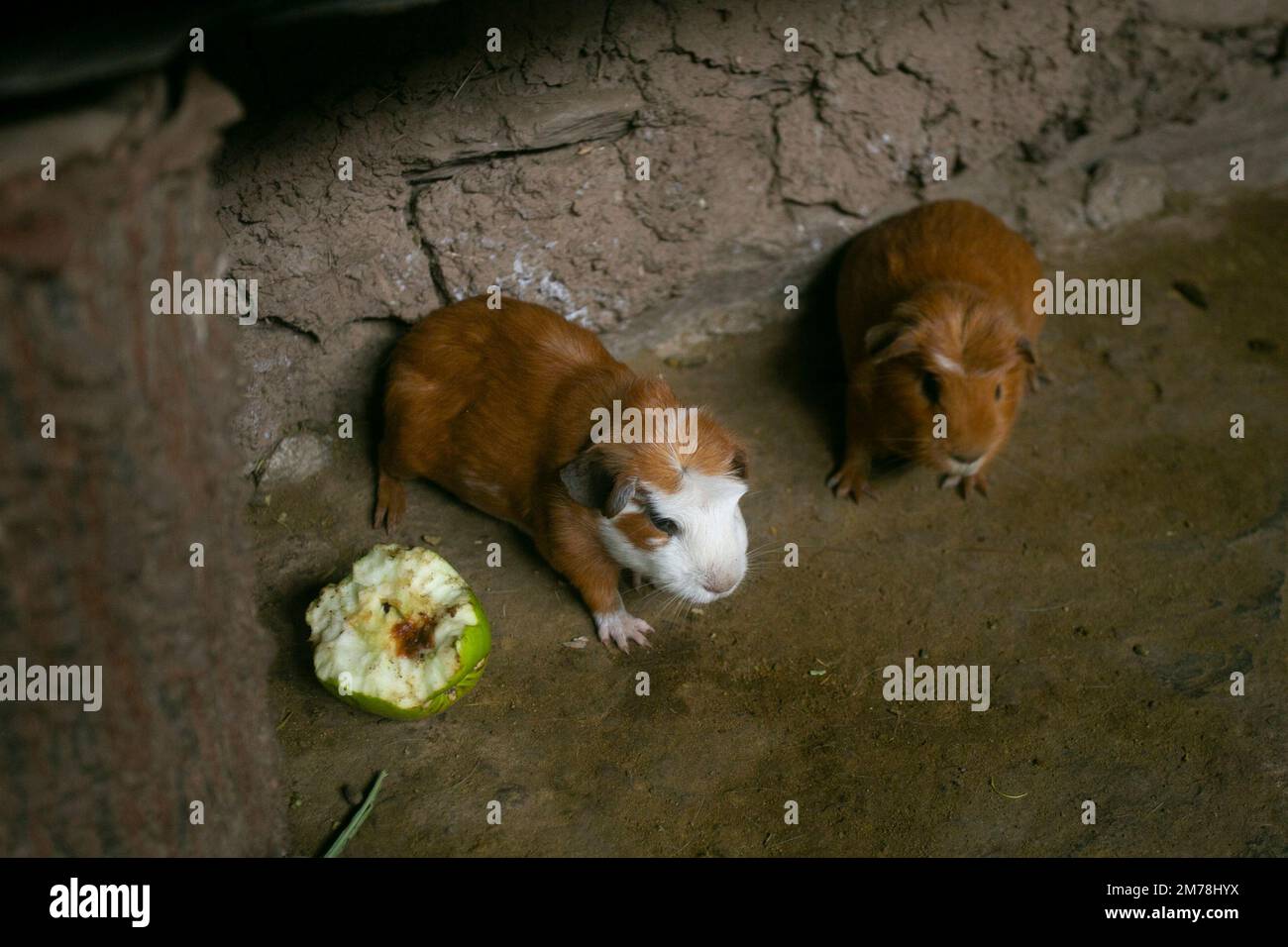 Cui is the name of the Guinean Pigs in Perú. People in this area eat ...