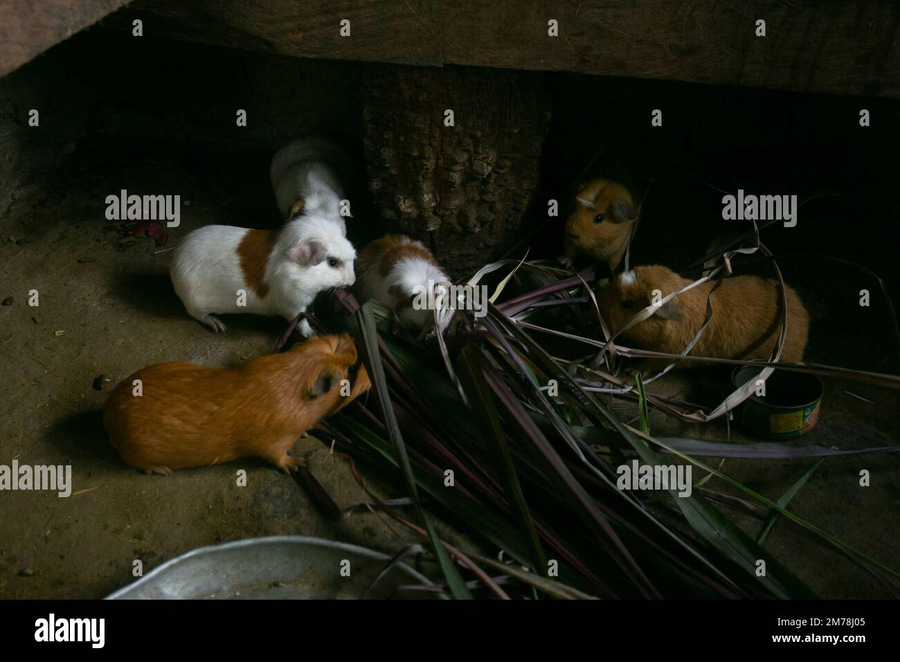 Cui is the name of the Guinean Pigs in Perú. People in this area eat ...