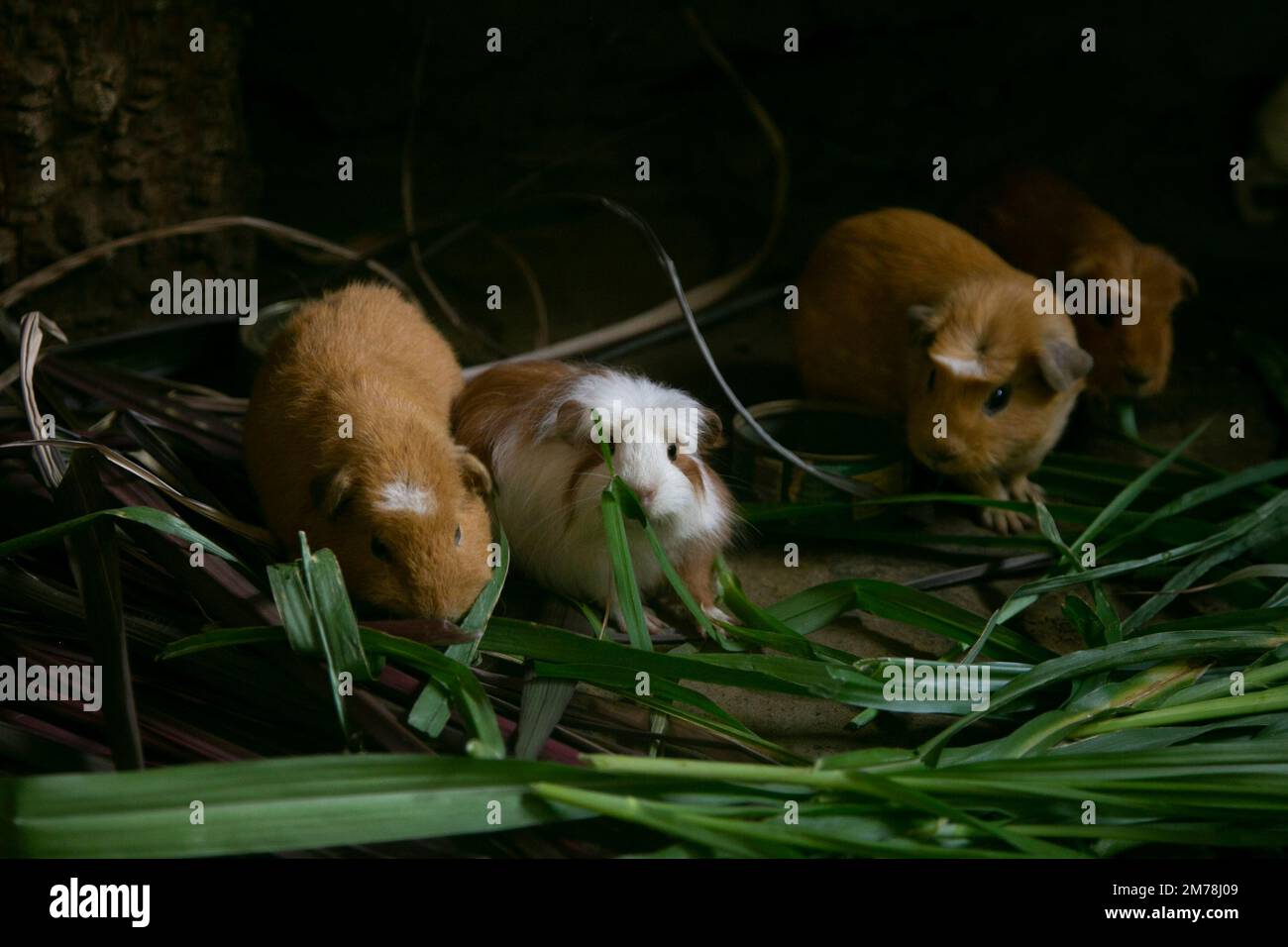 Cui is the name of the Guinean Pigs in Perú. People in this area eat ...